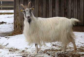 Goat Breeds Archives - Goat Journal